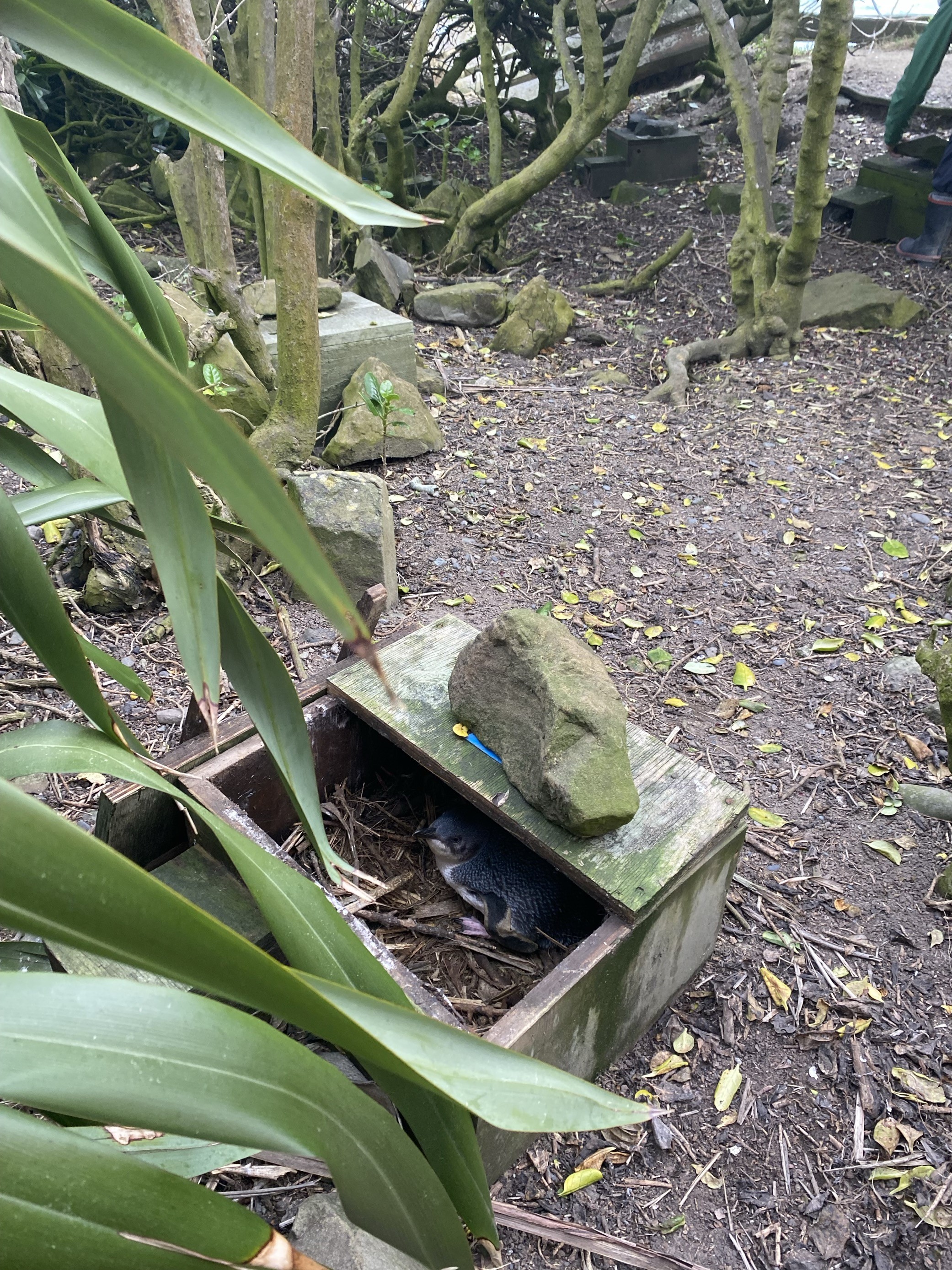 Wellington Water working at pace to resolve Days Bay wastewater overflow